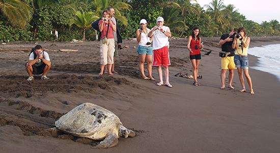 July: Sea Turtle Nesting Season in Costa Rica | Costa Rica Deals Now