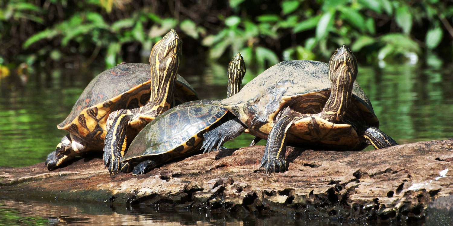 July: Sea Turtle Nesting Season in Costa Rica | Costa Rica Deals Now